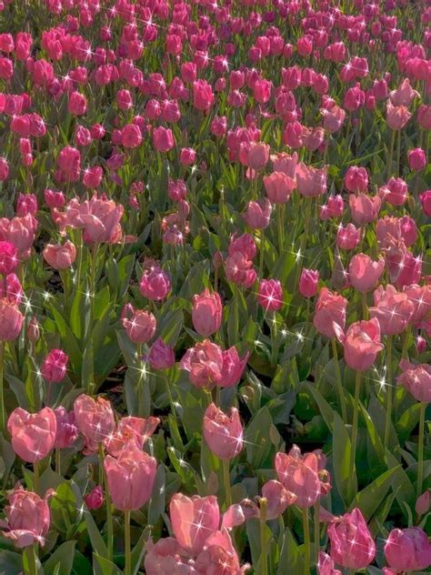 100 hình nền hoa tulip Full HD 4K cực trang nhã thanh lịch
