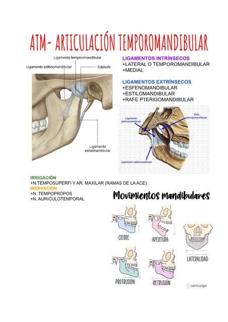 Atm Articulaci N Temporomandibular Clarita Udocz
