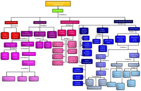 Arterias Del Miembro Superior Mapa Conceptual Jlibalwsap