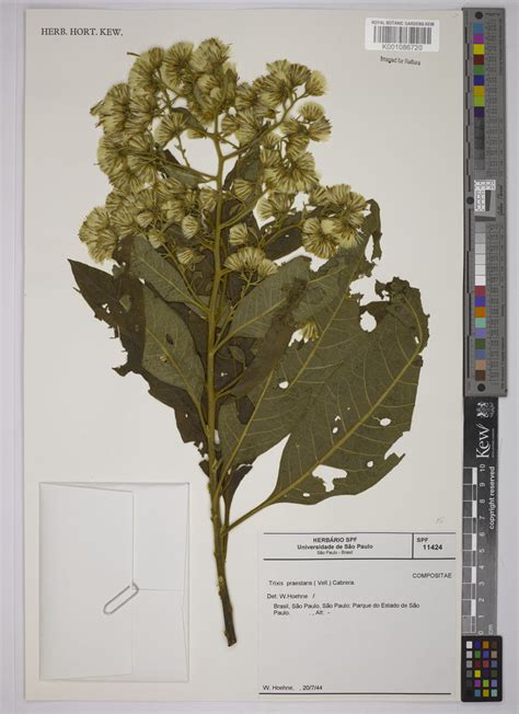 Trixis Praestans Vell Cabrera Plants Of The World Online Kew Science