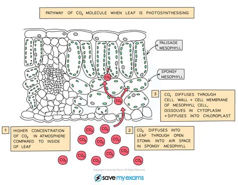 Edexcel IGCSE Biology 复习笔记 2 7 2 Leaf Structure 翰林国际教育