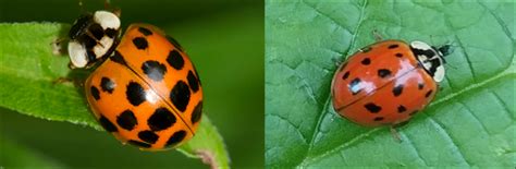 13 Types Of Ladybugs Found In Canada ID GUIDE Bird Watching HQ