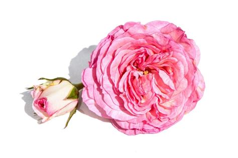 Premium Photo Pink Rose Flower Isolated On White Background Rosa