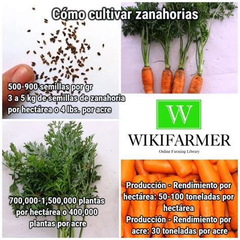 Cómo cultivar zanahorias Wikifarmer