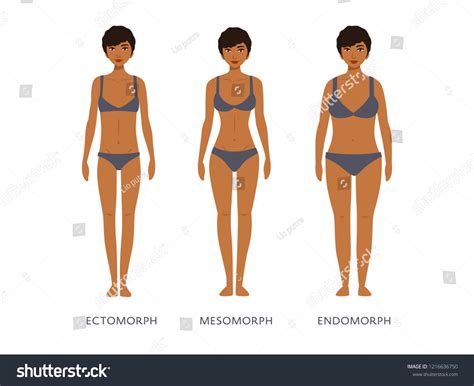Human Body Types Women As Endomorph Ectomorph Royalty Free Stock
