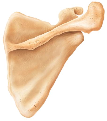 Anatomy Lab Quiz Scapula Diagram Quizlet