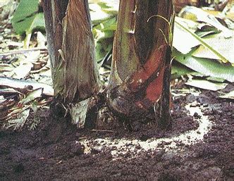 Banana Guide Fertilization Recommendations Haifa Group