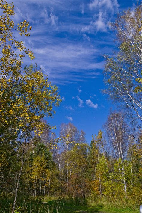 Herbst Der Sibirische Wald Birke Kostenloses Foto Auf Pixabay Pixabay