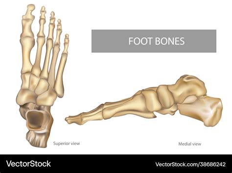 Tarsal Bones Unlabeled