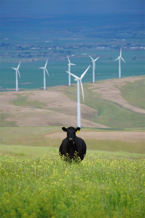 Free Images Grass Field Meadow Prairie Windmill Machine Wind