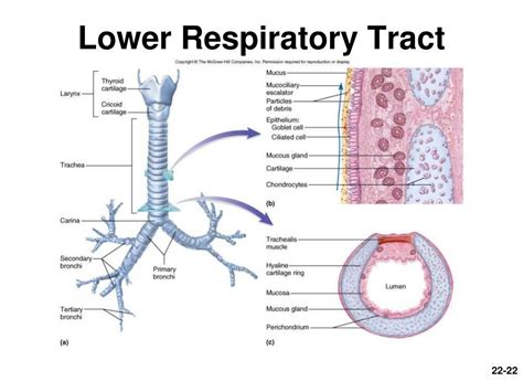 Gross Anatomy Of Lower Respiratory System