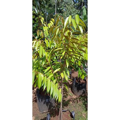 Jual BIBIT DURIAN D24 SUPER TINGGI 1 METER UP Shopee Indonesia