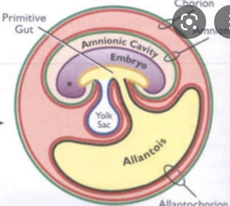 Gi Embryology Flashcards Quizlet