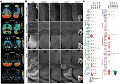 Brain Wide Density Map Of Nnos Neurons And Their Subtypes A Heatmaps