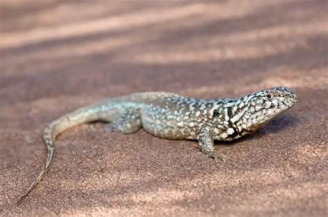 Investigadores De La Patagonia Descubrieron Una Nueva Especie De Lagartija