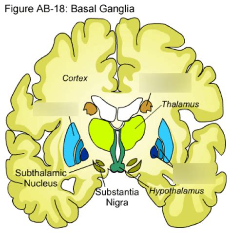 Basal Nuclei Diagram Quizlet