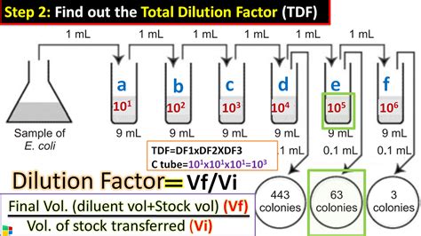 How To Calculate CFU Per Ml Of A Bacterial Sample In Simple 3 Steps