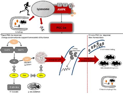 The peroxisome proliferator activated receptor γ coactivator 1 α