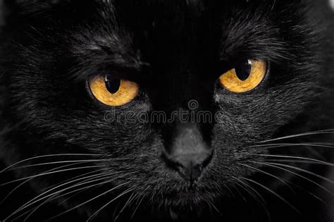 Muzzle Of A Black Cat Stock Image Image Of Halloween 120321433