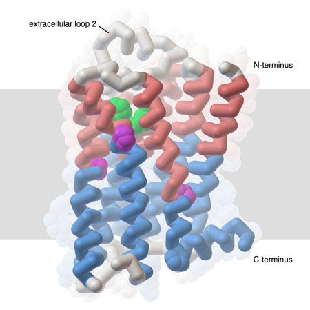 PDB 101 Learn Structural Biology Highlights G Protein Coupled Receptors