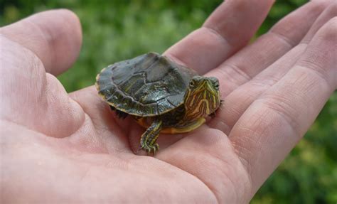 Soñar con tortugas da buena suerte descubre el significado de tu sueño