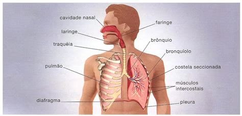 Sistema respiratório Descubra como funciona agora mesmo