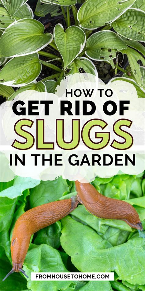 How To Get Rid Of Slugs In The Garden Naturally Slugs In Garden