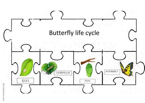 Butterfly Life Cycle English Esl Worksheets Pdf Doc