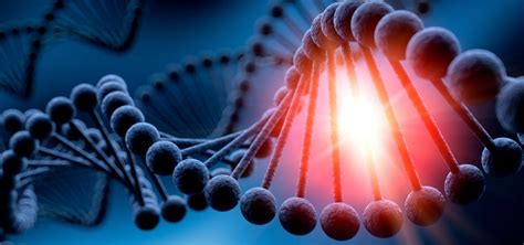 El ácido desoxirribonucleico ADN Biología