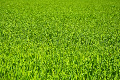 Kostenloses Foto Gras Wiese Getreide Natur Grün Kostenloses Bild