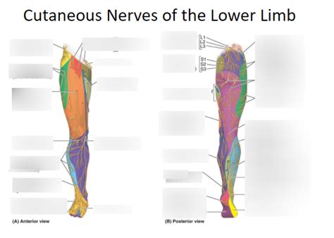 Lower Limb Nerves Diagram Quizlet