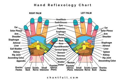 Ultimate Guide To Understanding A Hand Reflexology Chart Chantfull