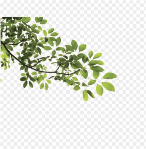 Branch Png Png Tree Branch PNG Image With Transparent Background TOPpng