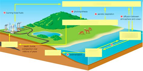 Biology Unit 14 Carbon Cycle Diagram Quizlet