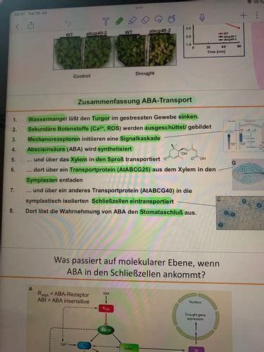Pflanzen Ab Vl Karteikarten Quizlet