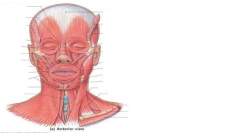 Anterior View Of The Facial Muscles Diagram Quizlet