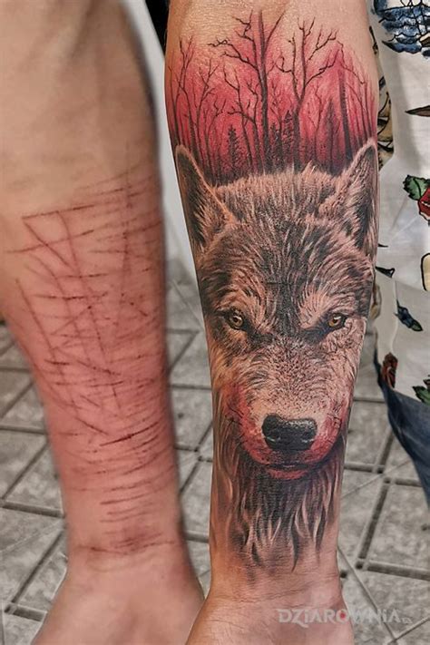 Tatua Blizny Wilk Las Autor Studio Haza Tattoo Dziarownia Pl