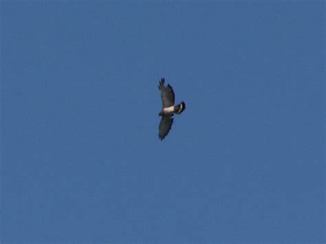 Oiseaux de proie diurnes Les oiseaux que j ai pris en photo à