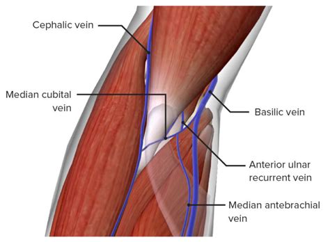 La articulación del codo Anatomía video Lecturio Medical