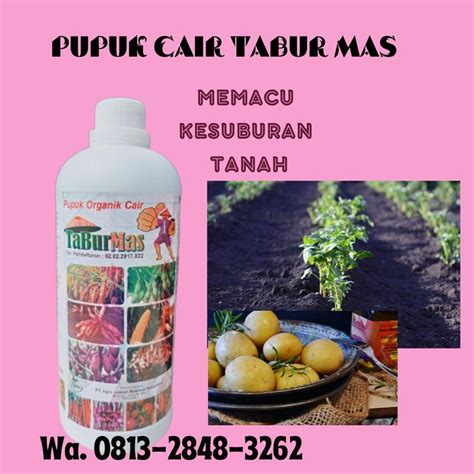TERLARIS 0813 2747 3262 GROSIR Pupuk Kentang Yang Bagus Di Kabupaten