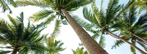 TUI Ferien Goa Top Hotels für Ferien in Goa