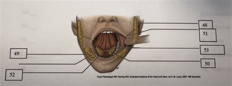 Major Salivary Glands Diagram Diagram Quizlet