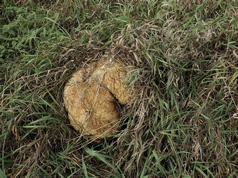 Czasznica Olbrzymia Purchawica Olbrzymia Calvatia Gigantea