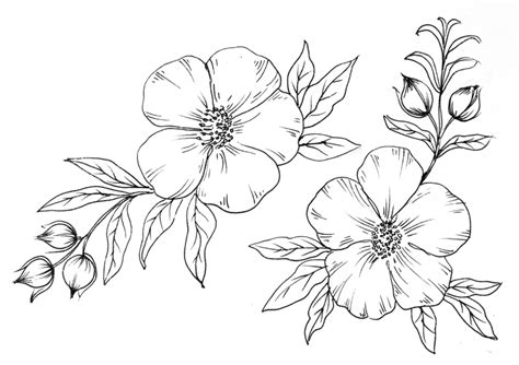 Dibujo Colorear Flores Bonitas Beautiful Flowers Coloring Page