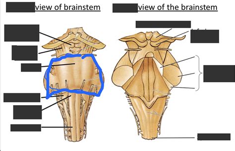 Brainstem Diagram Diagram Quizlet