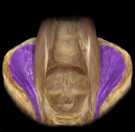 Pelvis Superior Flashcards Quizlet