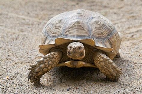 Macho O Hembra Como Saber El Sexo De Mi Tortuga Mascotafiel