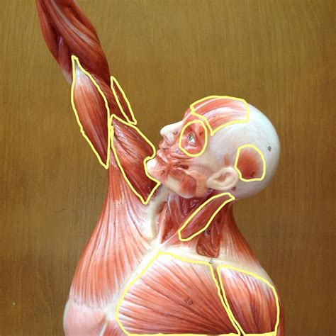 Muscles Model Head And Shoulders Diagram Quizlet