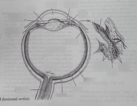 Eyeball Diagram Quizlet