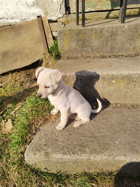 Oddam pieska w dobre ręce Ostrówek OLX pl